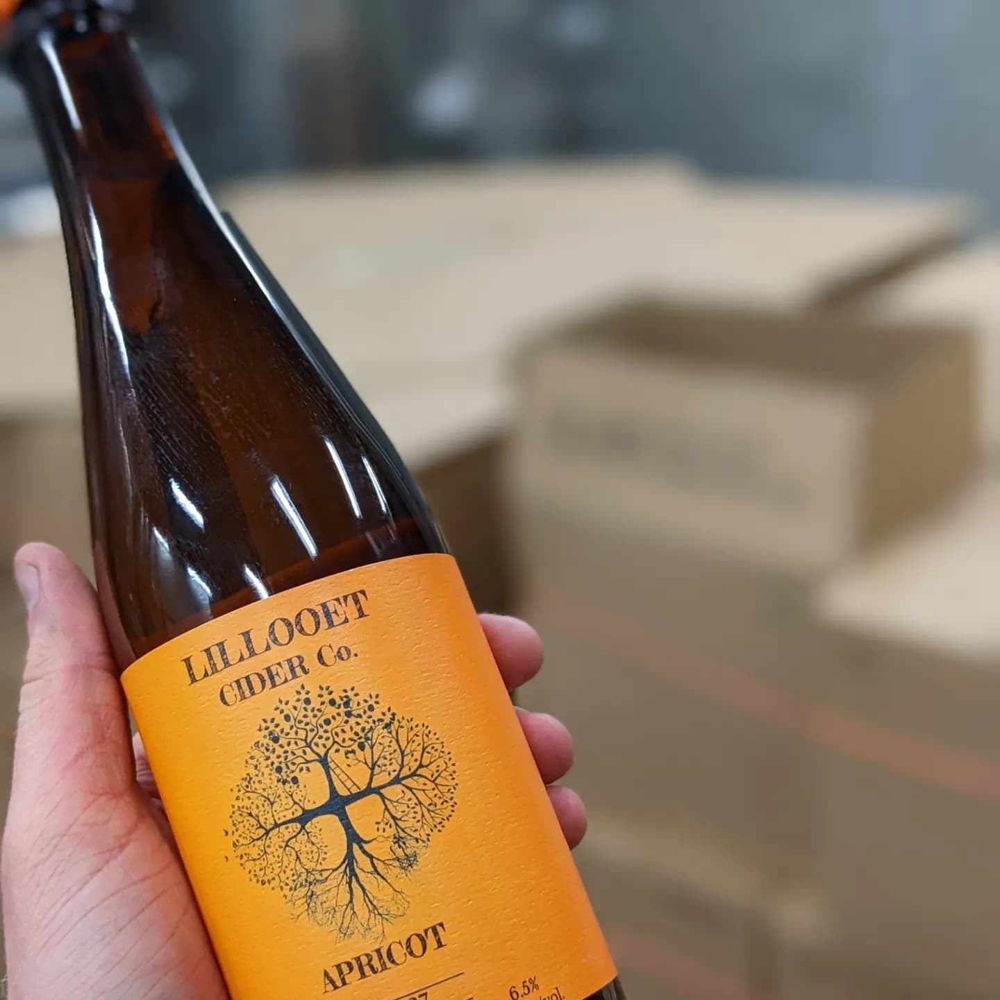 Apricot Cider 4-Pack | Lillooet Cider Co.